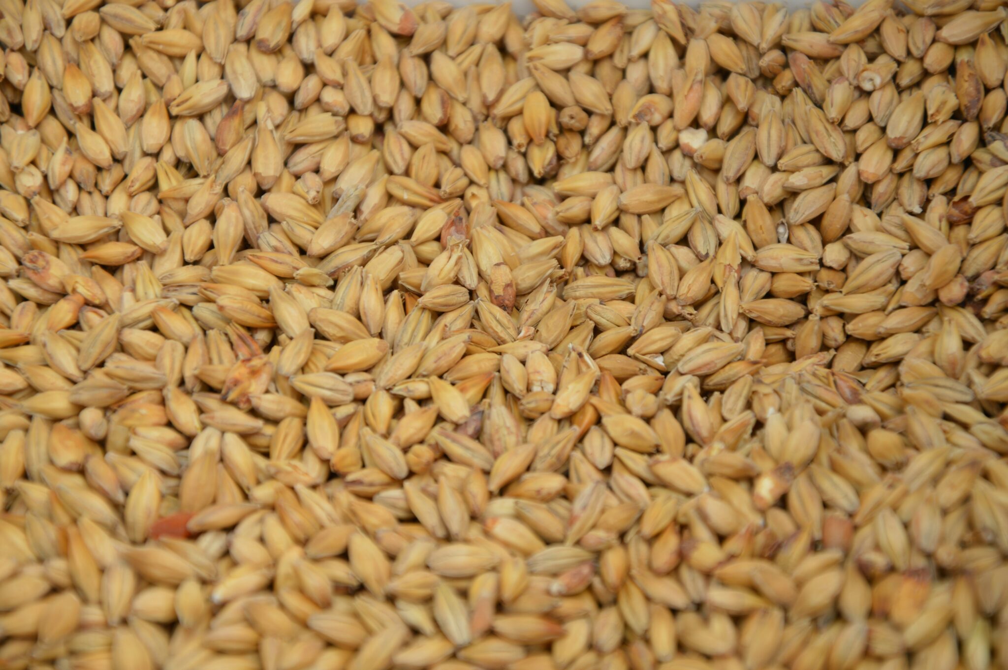 Malt Extraction Enzymes Manufacturer & Exporter | Alpha-Amylase, Beta ...
