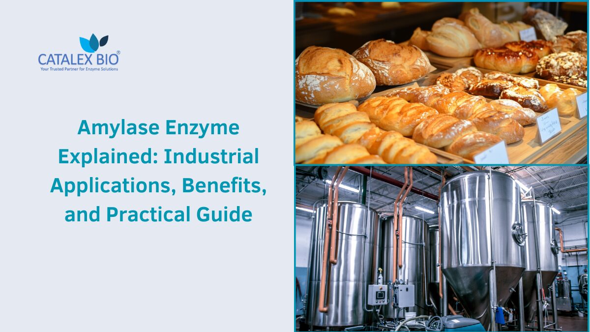 Protease Enzymes Explained: Structure, Sources & Industrial Uses ...