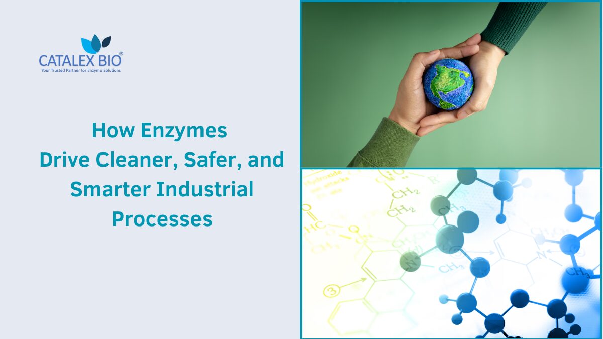 How Enzymes Replace Harsh Chemicals | Industrial Applications | Catalex Bio