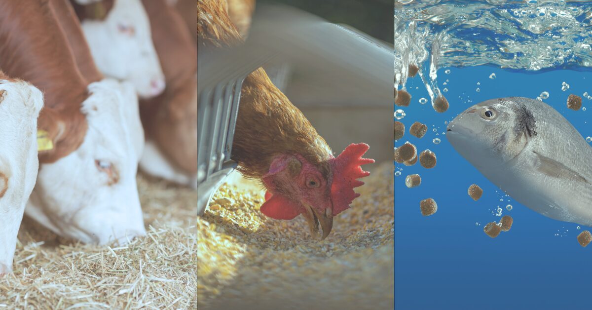 Probiotics Manufacturer & Exporter for Animal Health | Poultry, Cattle ...