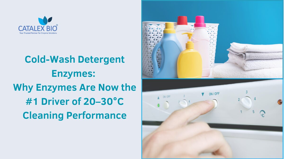 Cold-Wash Detergent Enzymes for 20–30°C Cleaning | Catalex Bio